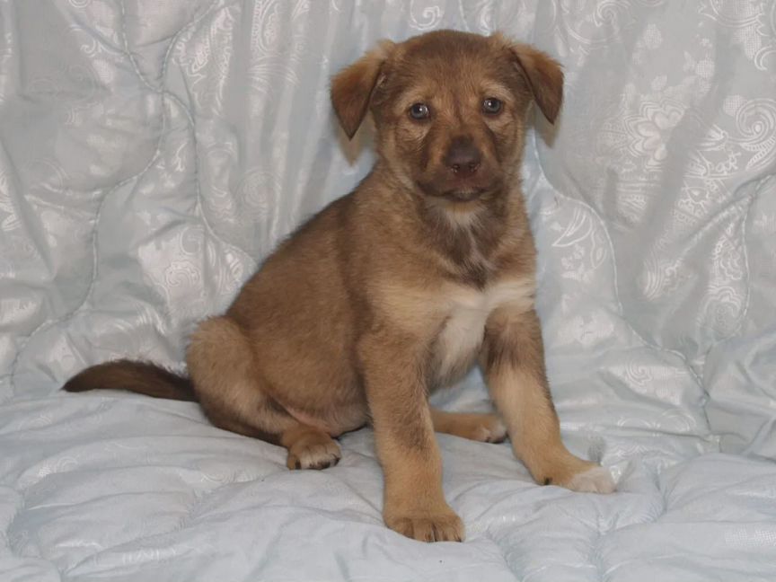 Щенята в Заботливые руки (дворняги, 1,5мес.)