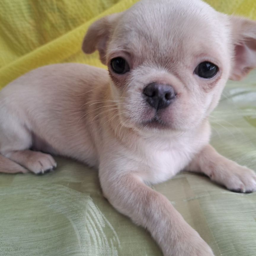 Щенки чихуахуа девочка