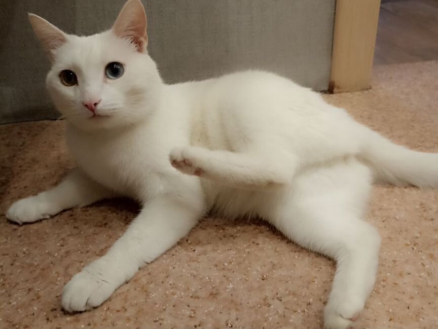 Белый кот