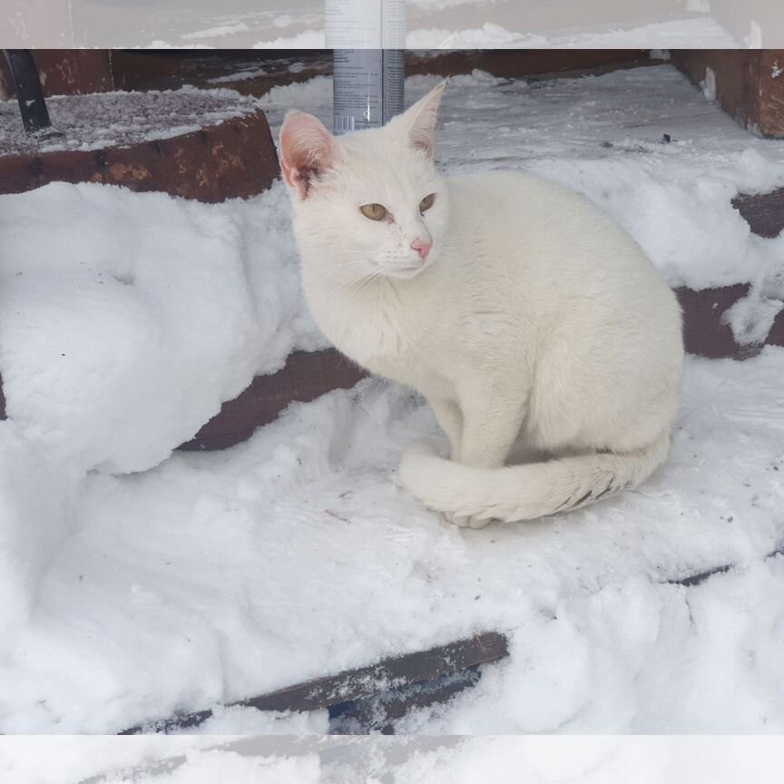 Пристраивается кот взрослый ласковый