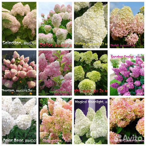 Гортензия метельчатая купить в Старом Осколе | Товары для дома и дачи ...