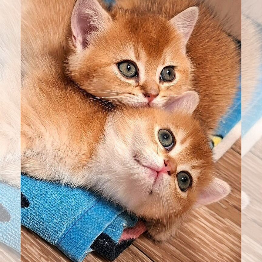 Британский короткошёрстный котёнок