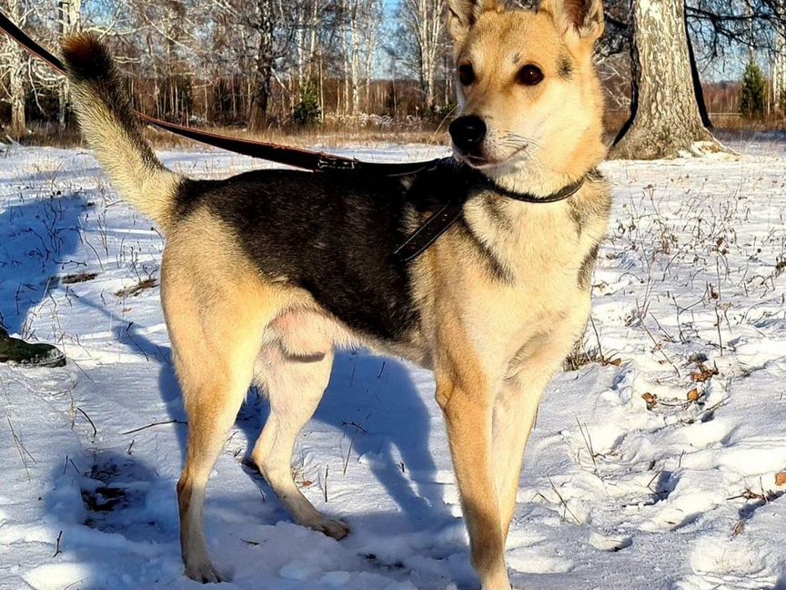 Вольт ищет дом