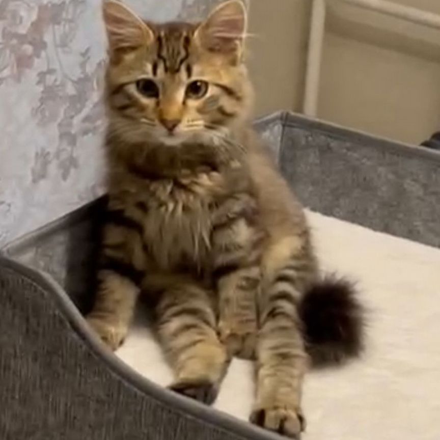 Котёнок девочка в добрые руки
