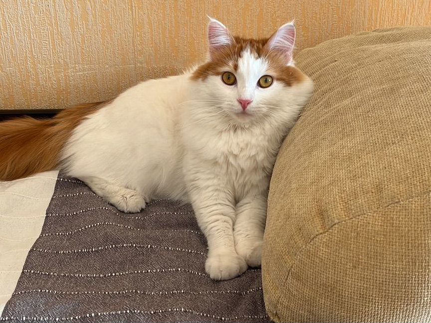 Отдам Сибирского кота