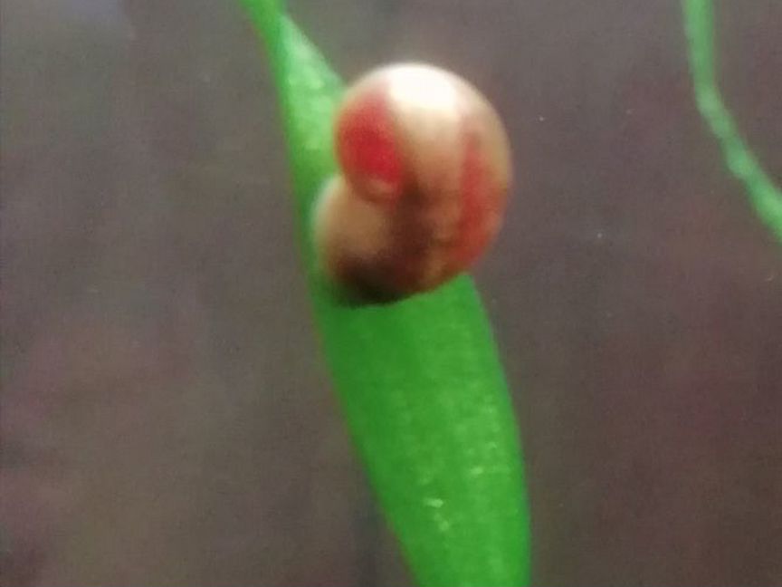 Улитка красная катушка