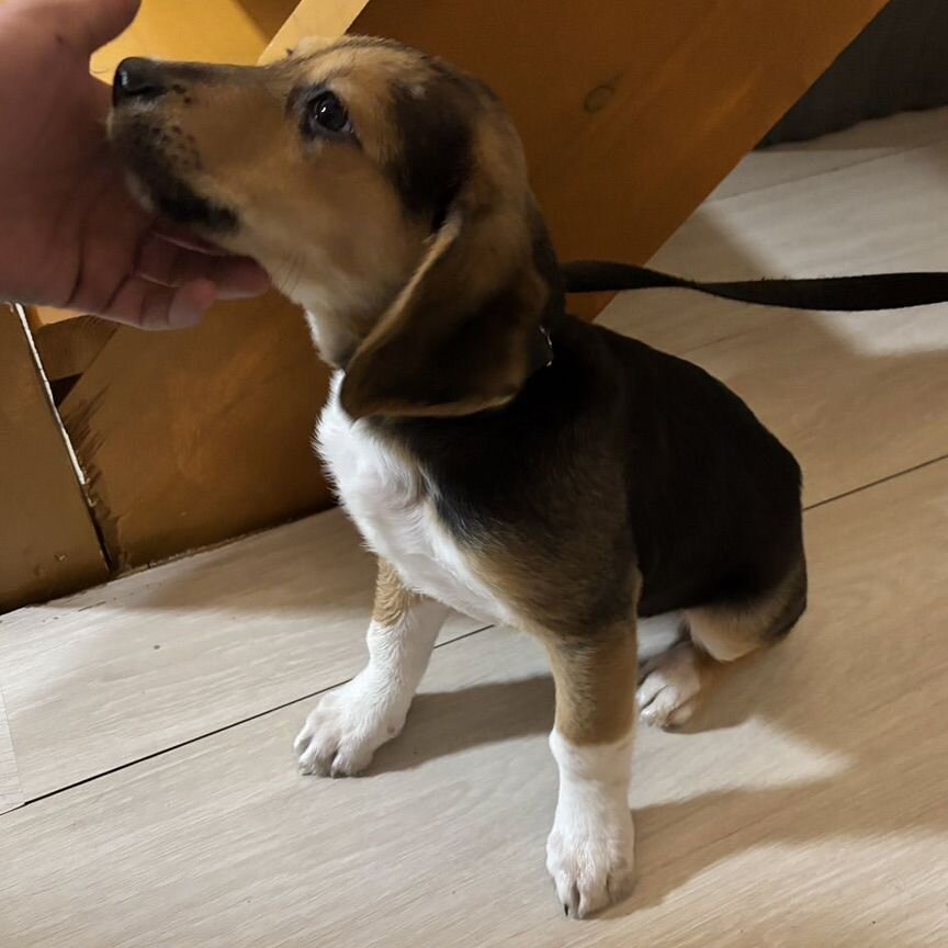 Бигль, щенок