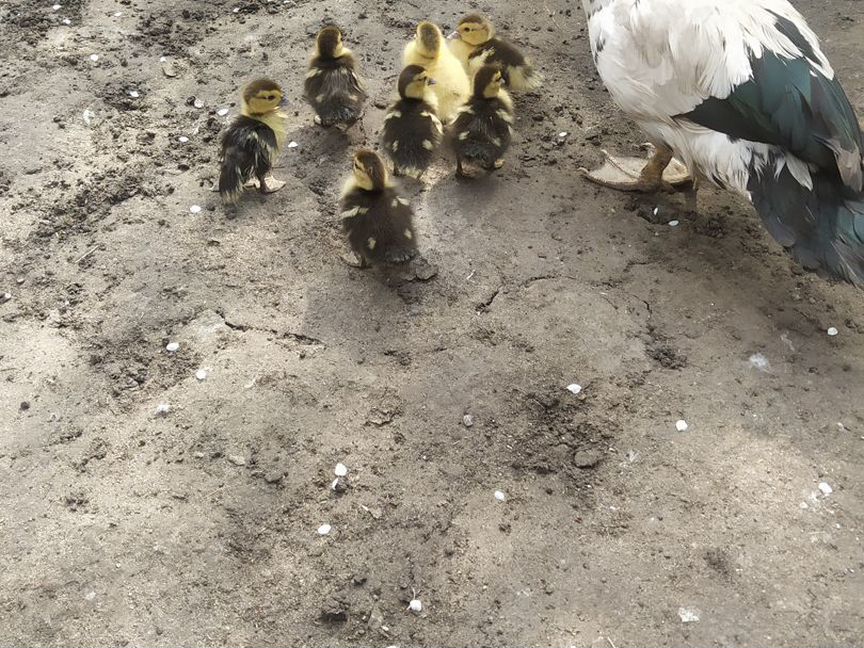 Домашние индоути