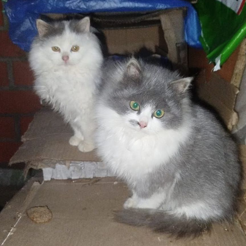 Котята замерзают