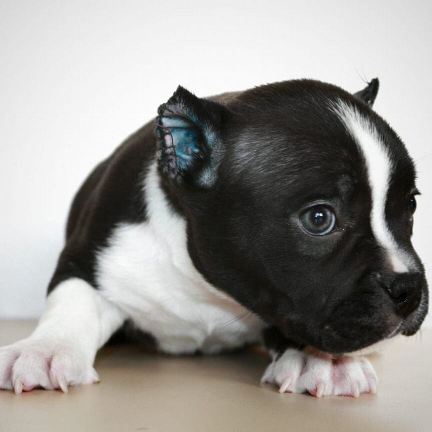 Черная ам.булли покет