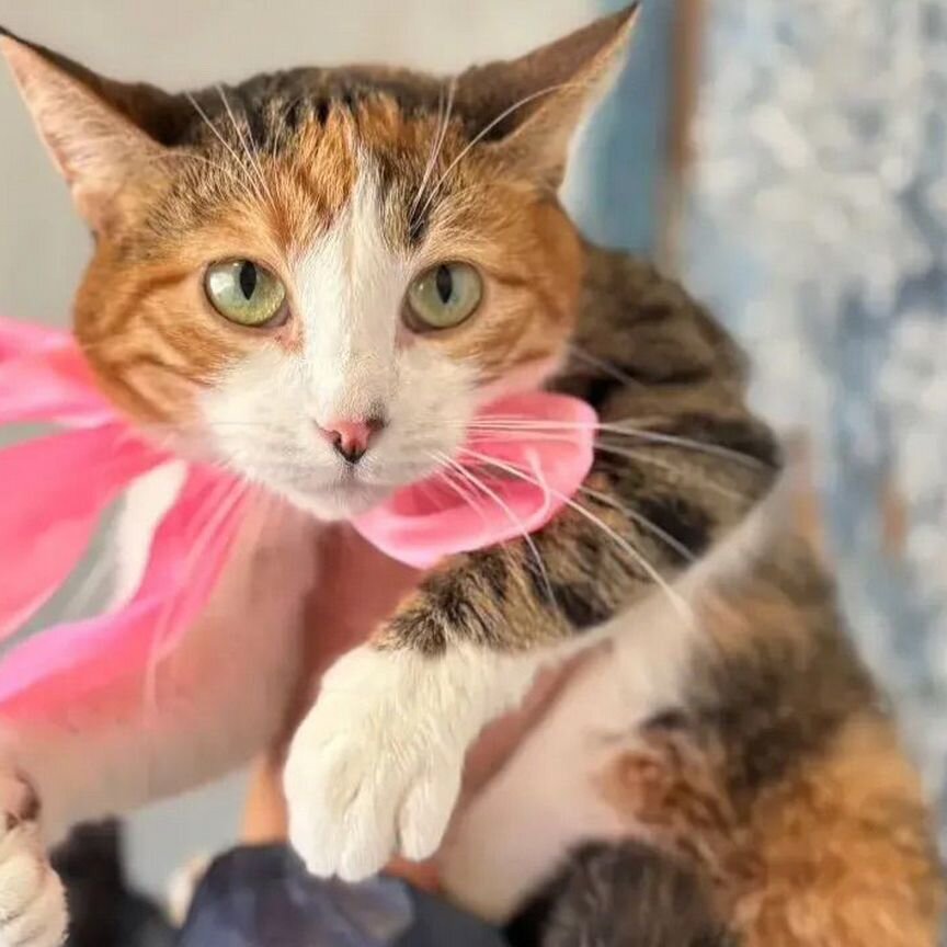 Взрослая, кошка в добрые руки