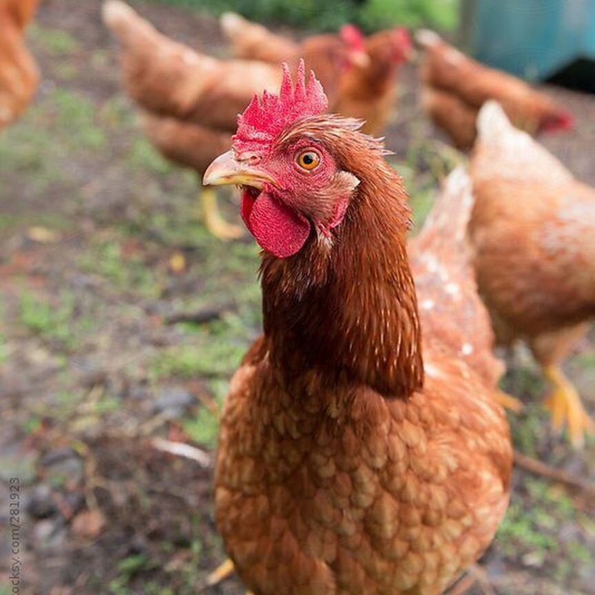 Куры несушки на дом