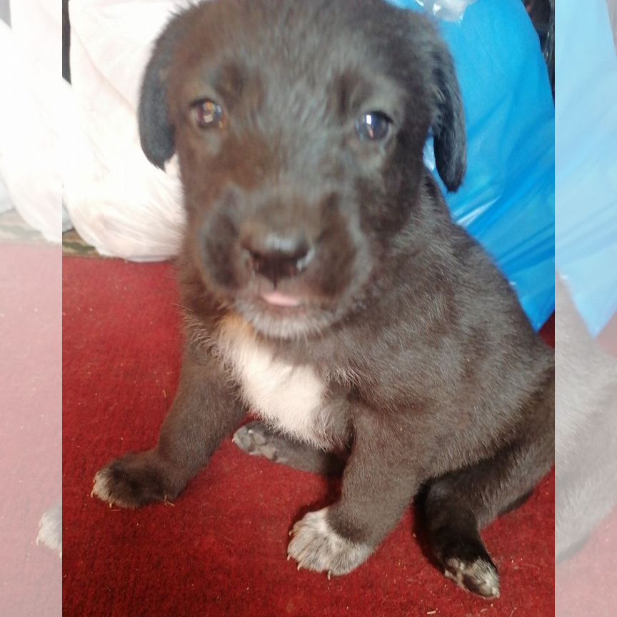 Нашли собачку мальчик отдам в хорошие руки