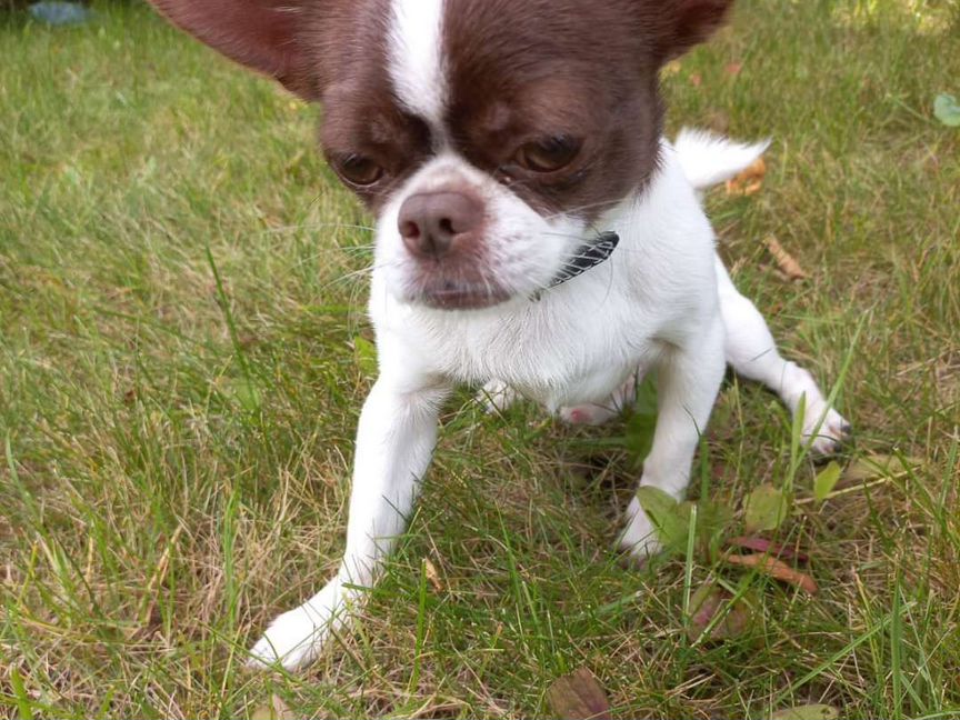 Вязка кобель чихуахуа