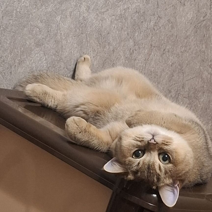 Шотландская прямоухая длинношёрстная, взрослая кошка