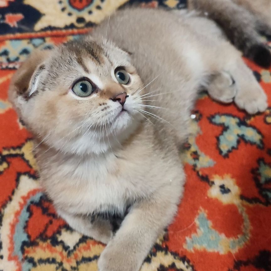 Шотландский вислоухий короткошёрстный котёнок