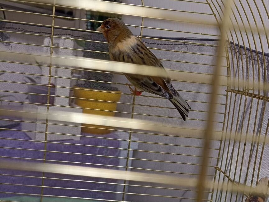 Продам кенара