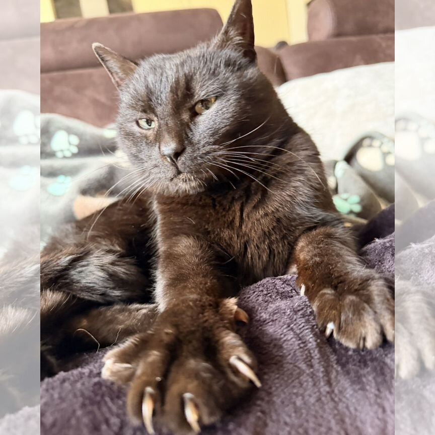 Взрослый кот в добрые руки