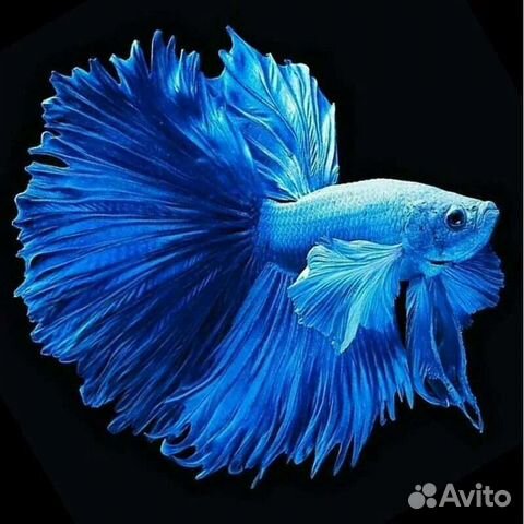 Рыбка петушок бесплатно