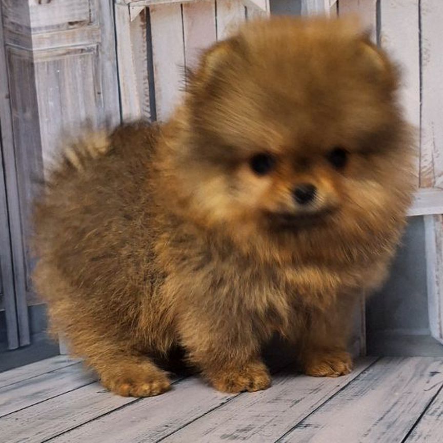 Померанский шпиц, щенок