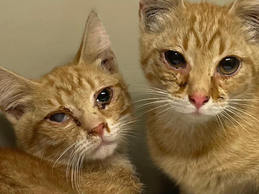 Спасенные котята из подвала