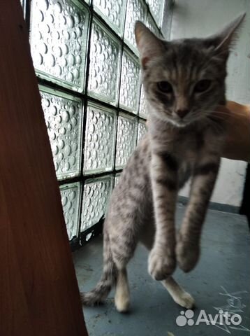 Котенок девочка в подъезде нужна передержка