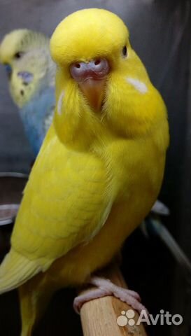 Жёлтый птенчик самечик