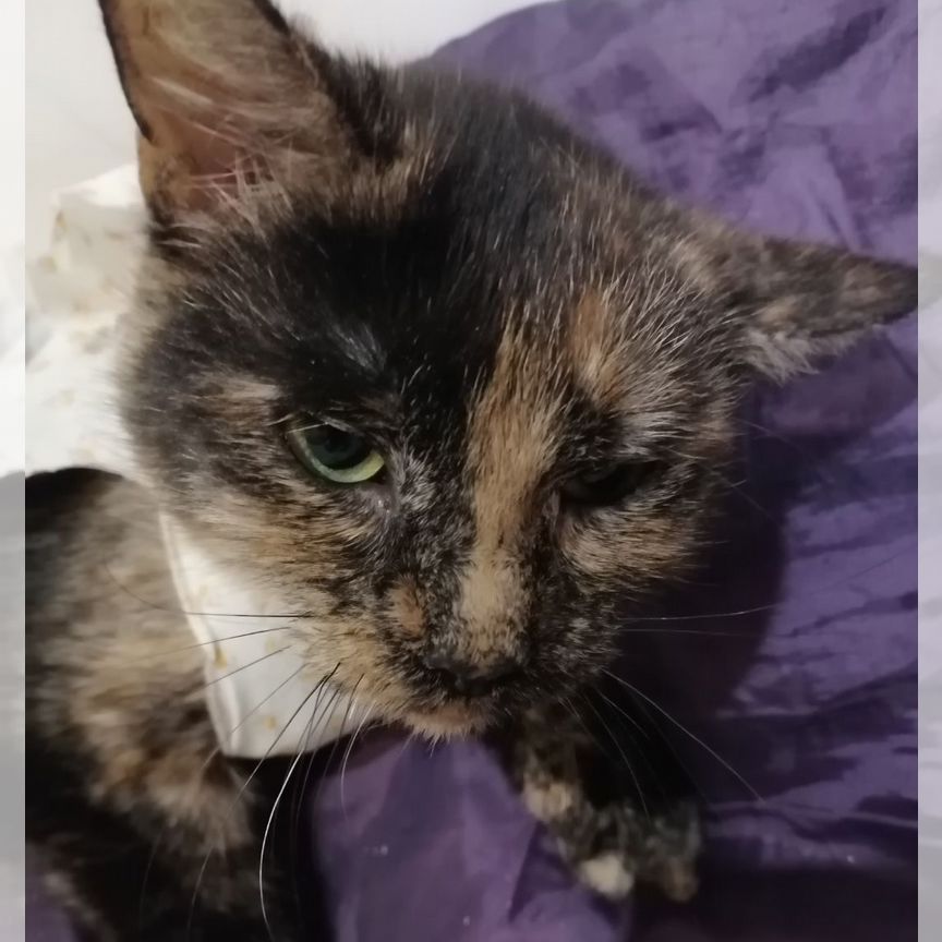 Взрослая кошка в добрые руки