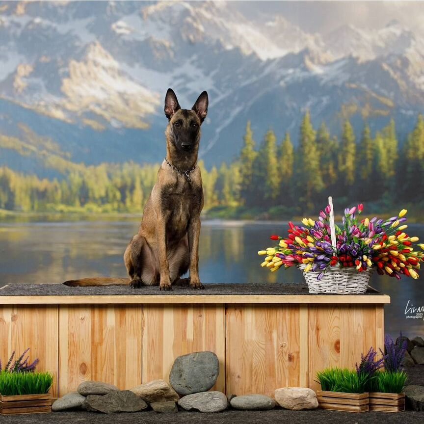 Бельгийская овчарка, взрослая собака