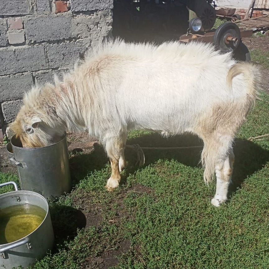 Шотландский вислоухий короткошёрстный кот, взрослый