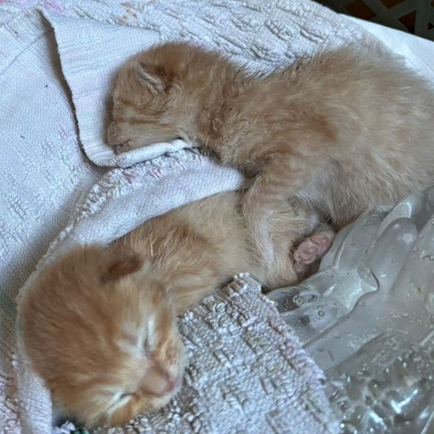 Котята в добрые руки