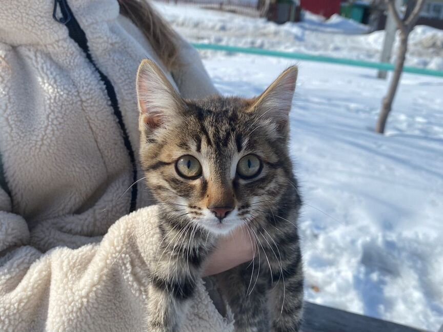 Маленький котёнок мальчик