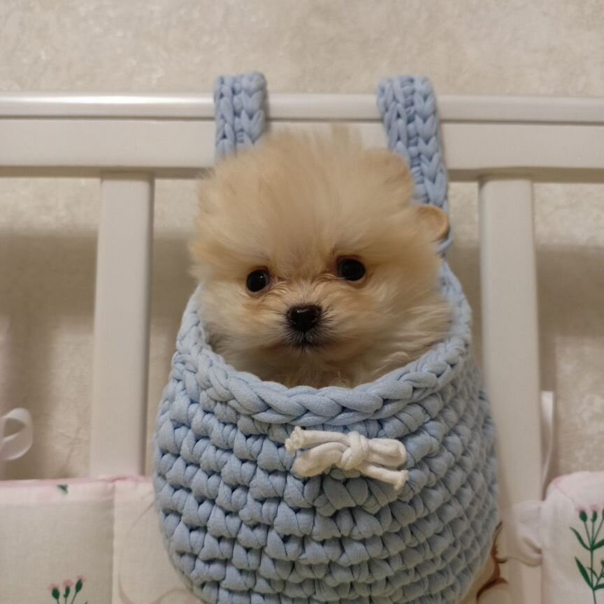 Померанский шпиц