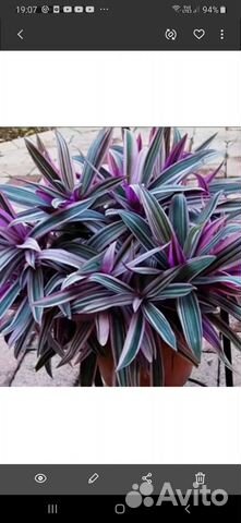 Традисканция Ситара купить в Подольске | Товары для дома и дачи | Авито