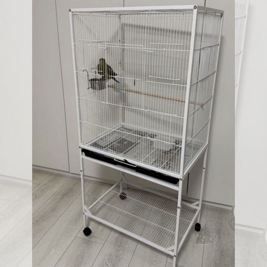 Роскошный горный попугай