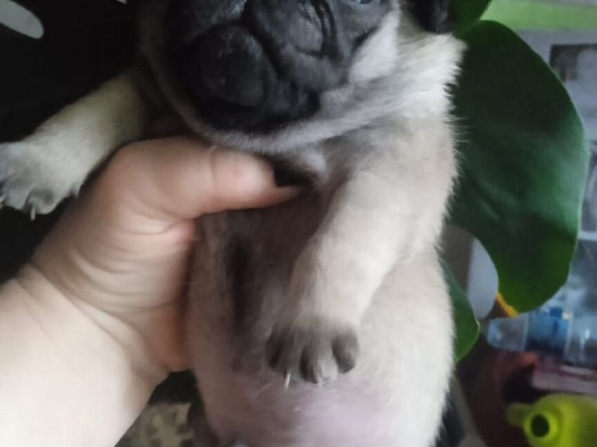 Щенки (есть описание)