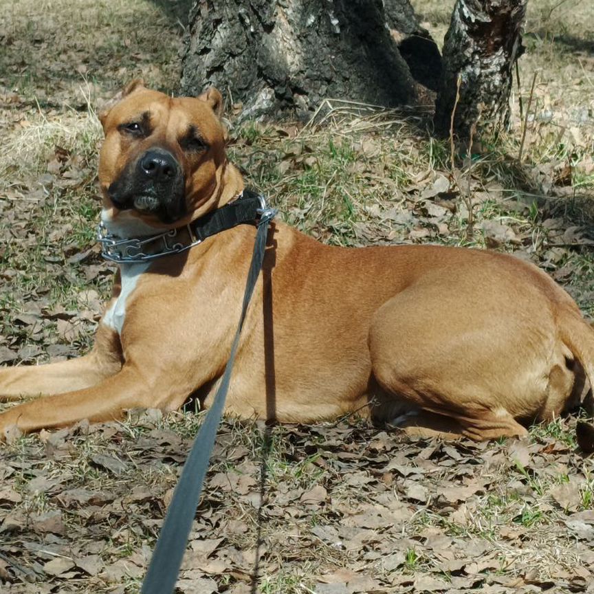 Американский питбультерьер, щенок