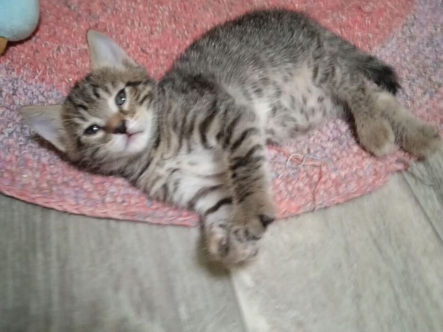 Котята уссури&чаузи&саванна