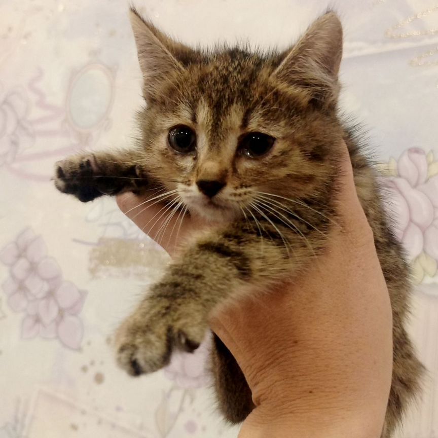 Котята в самые добрые руки