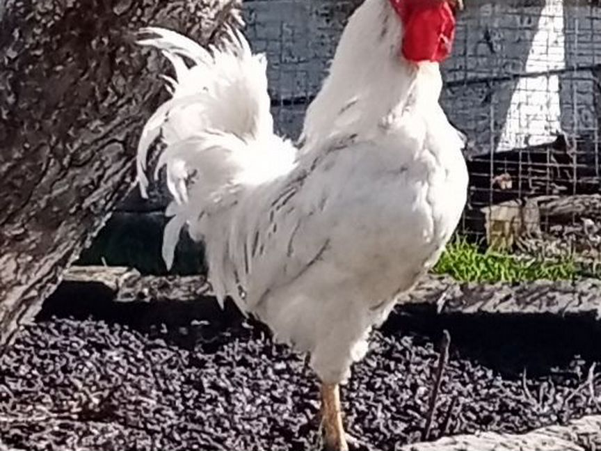 Продам или обменяю петуха, чтобы разбавить кровь