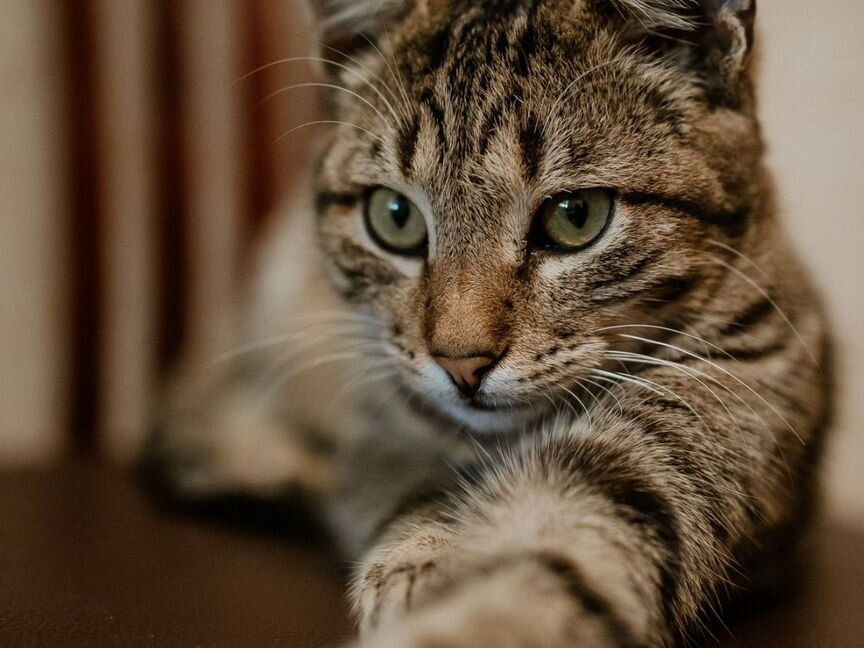 Оцикет котенок в добрые руки