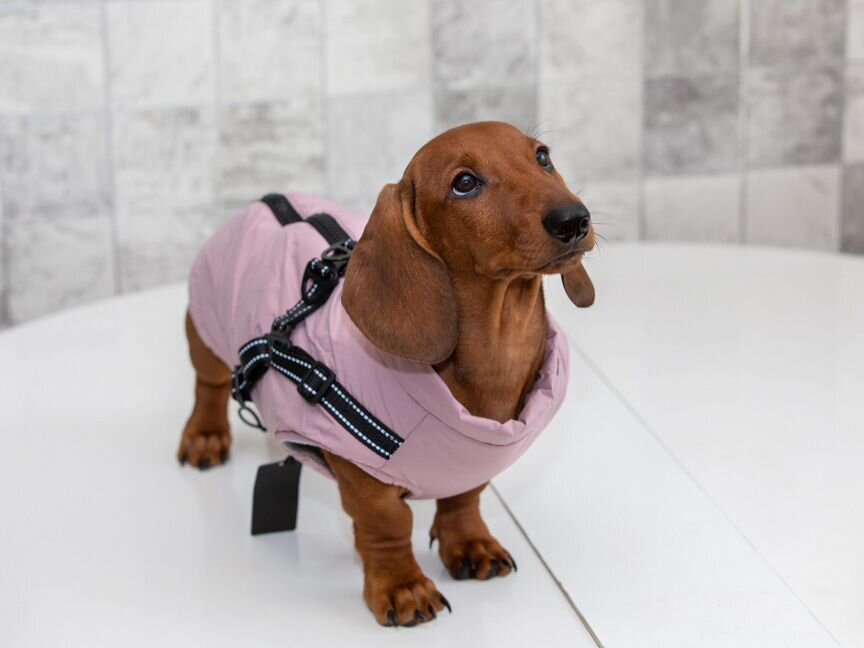 Куртка Комфорт для собак