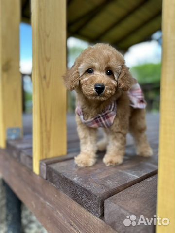 Мальтипу f2 стандартная девочка