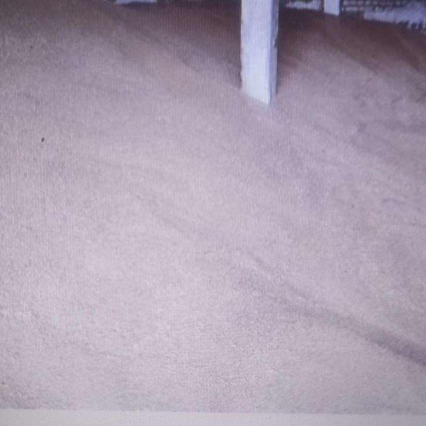 Зерно пшеница