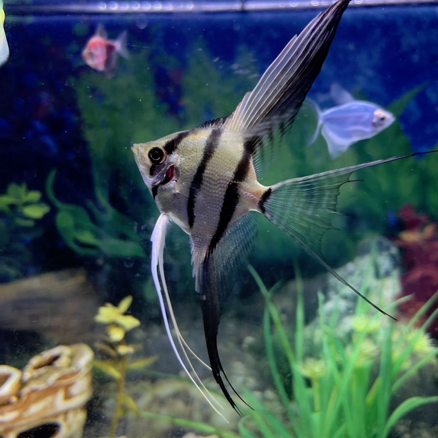 Аквариумные рыбки