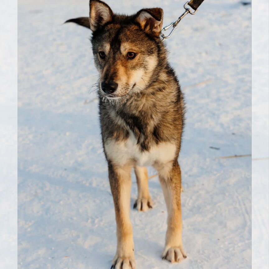 Волчок для охраны