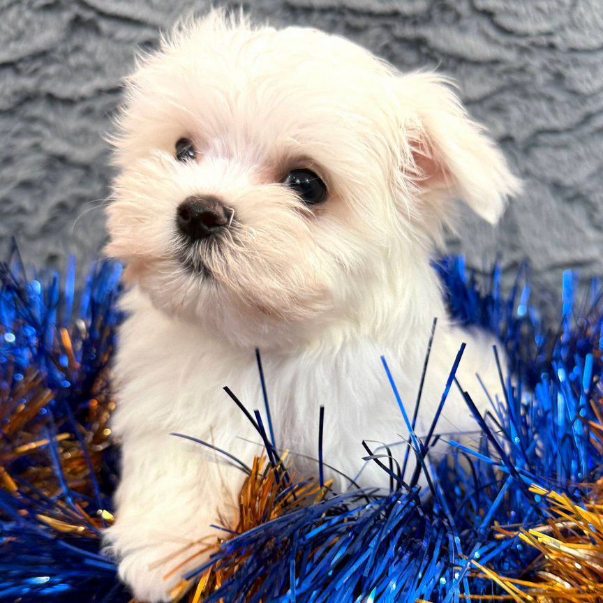 Мальтийская болонка, щенок