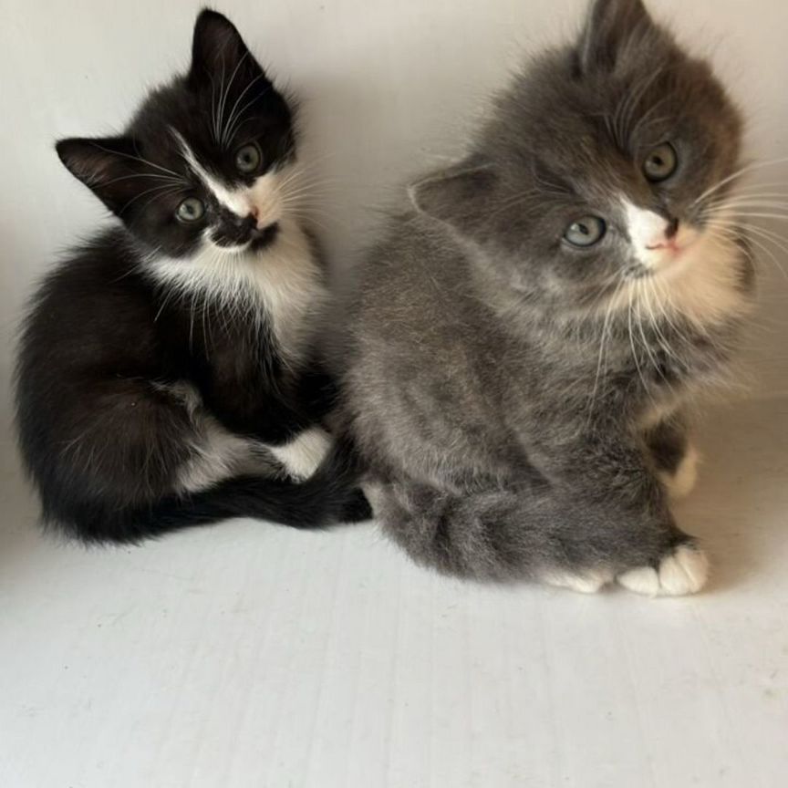 Отдам котять в добрые руки