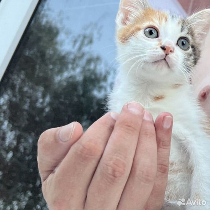 Котята две девочки возраст 3 месяца