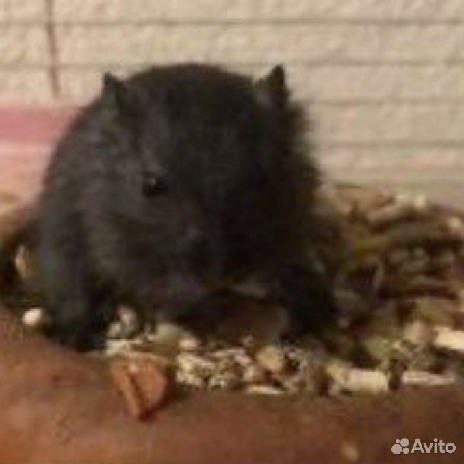 Мыши песчанки